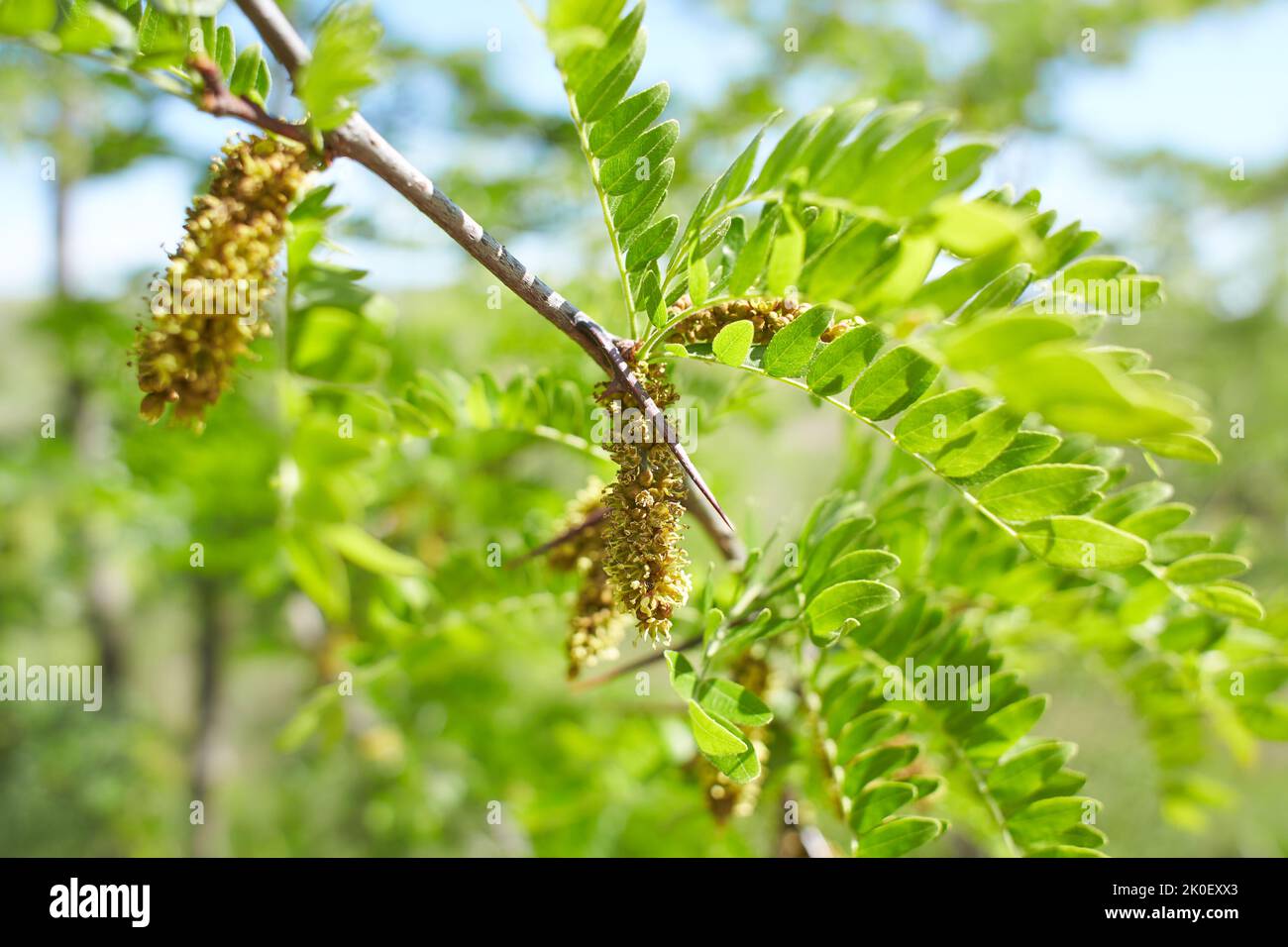 Selective focus young leaves of gleditsia triacanthos on the tree, The ...