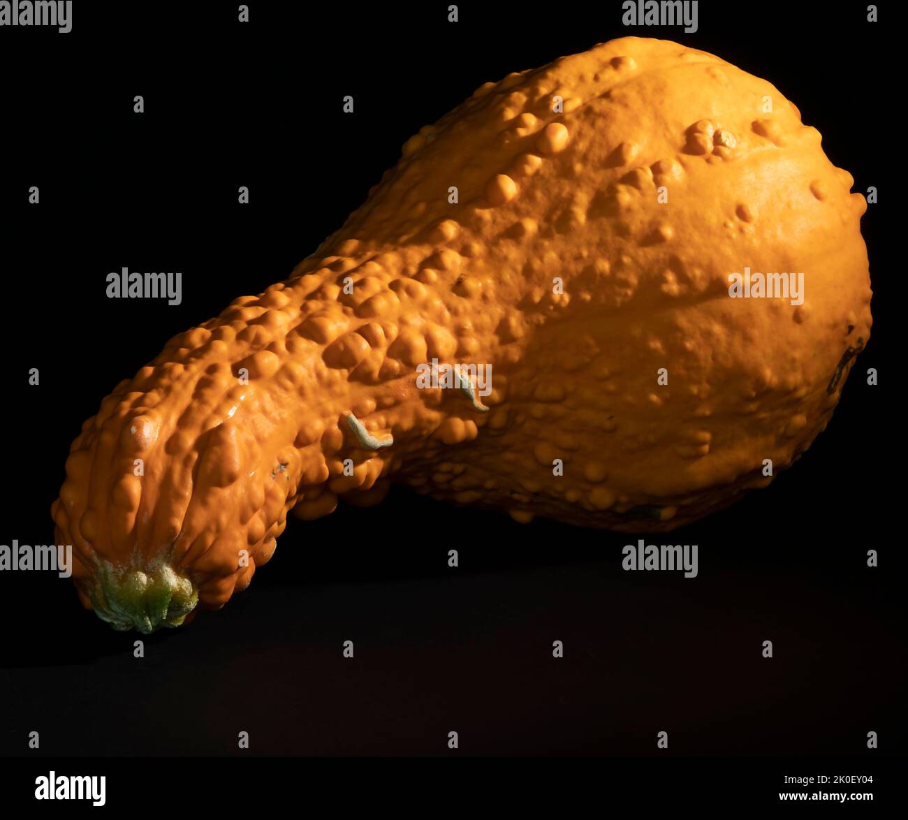 Yellow squash too big to cook on a black background Stock Photo - Alamy