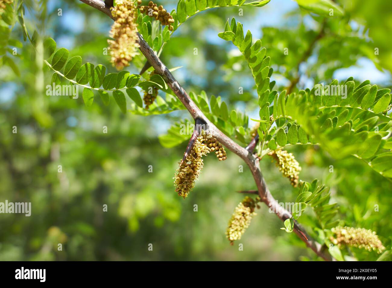 Selective focus young leaves of gleditsia triacanthos on the tree, The ...