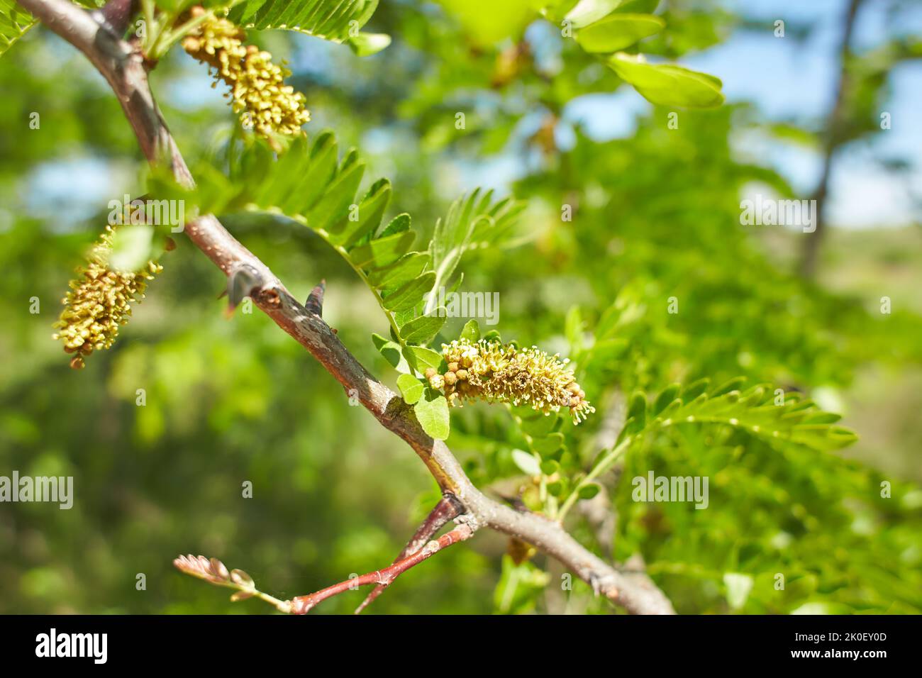 Selective focus young leaves of gleditsia triacanthos on the tree, The ...