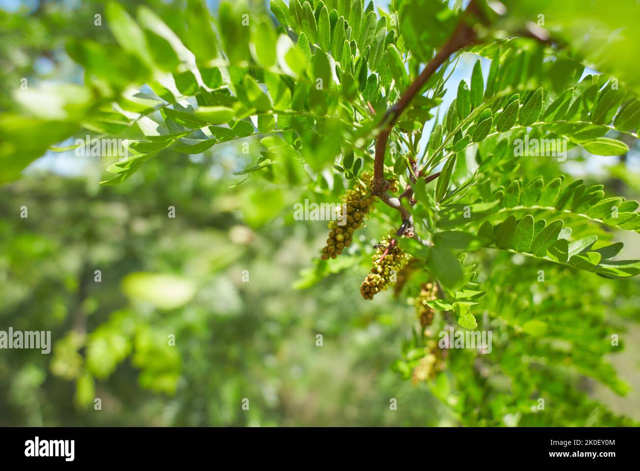 Selective focus young leaves of gleditsia triacanthos on the tree, The ...