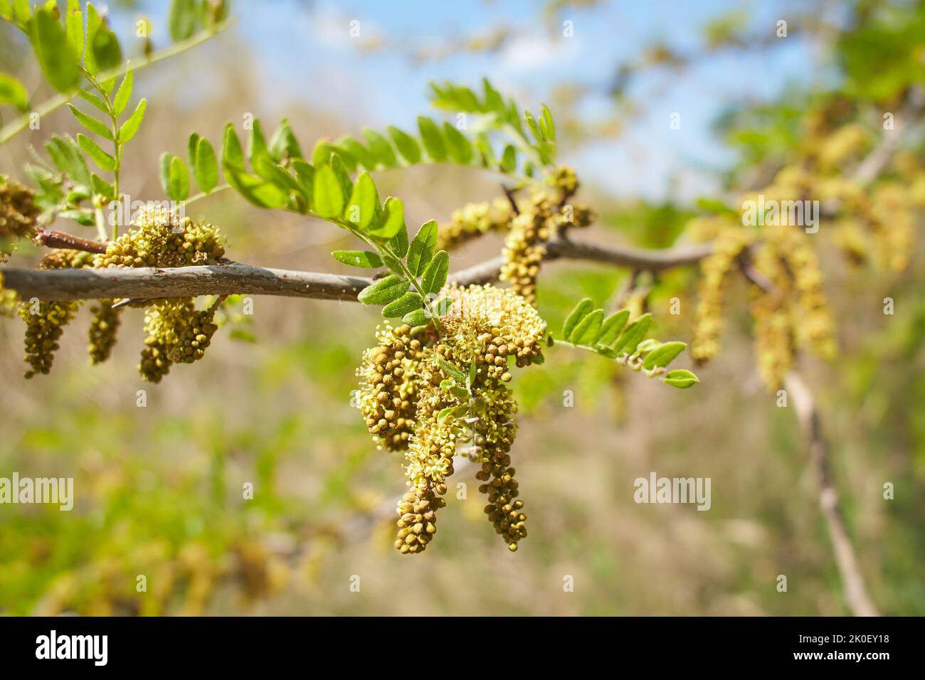 Selective focus young leaves of gleditsia triacanthos on the tree, The ...