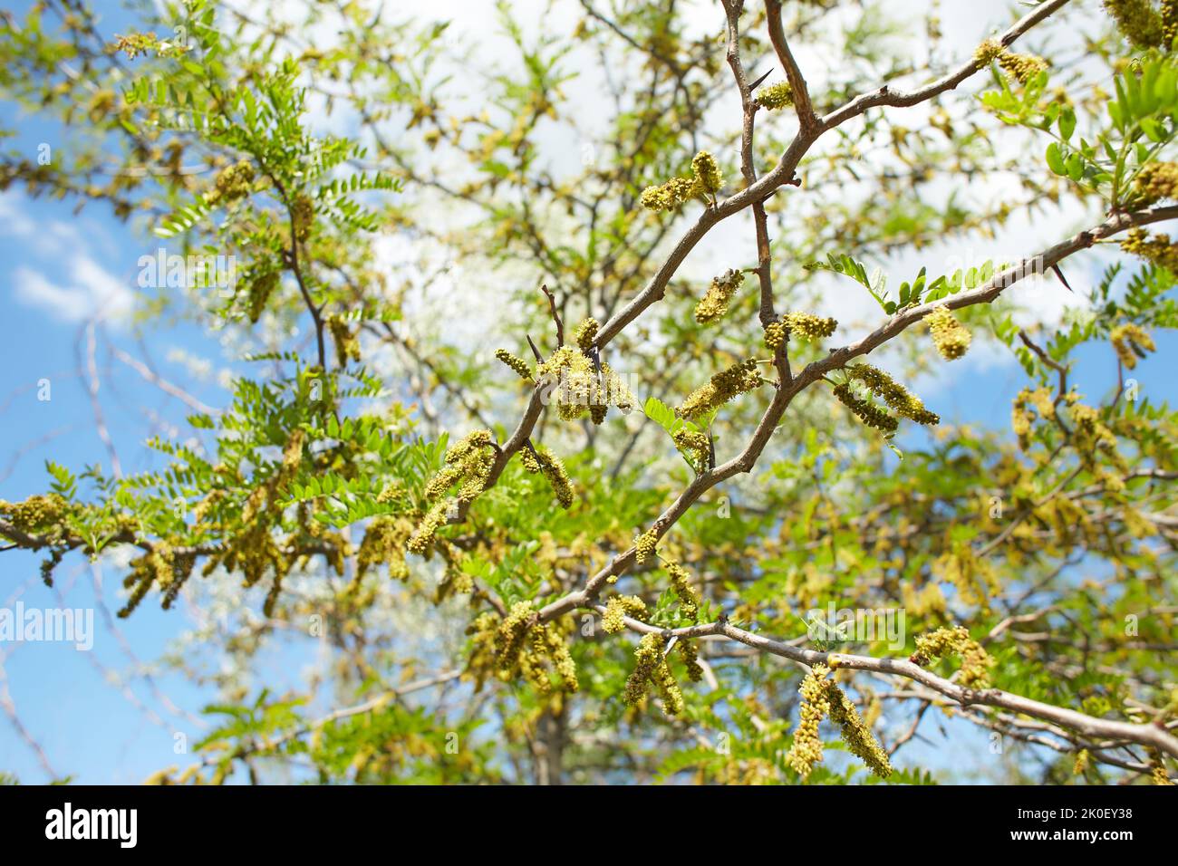 Selective focus young leaves of gleditsia triacanthos on the tree, The ...