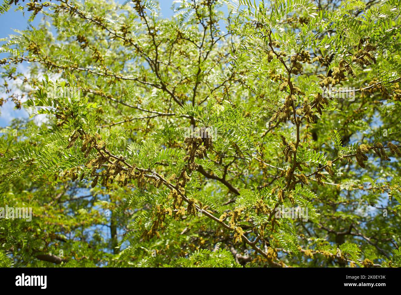 Selective focus young leaves of gleditsia triacanthos on the tree, The ...