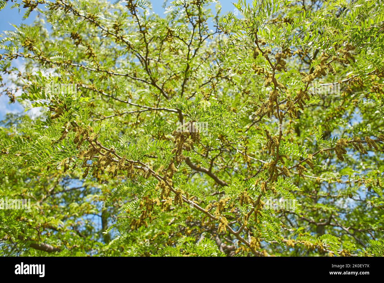 Selective focus young leaves of gleditsia triacanthos on the tree, The ...