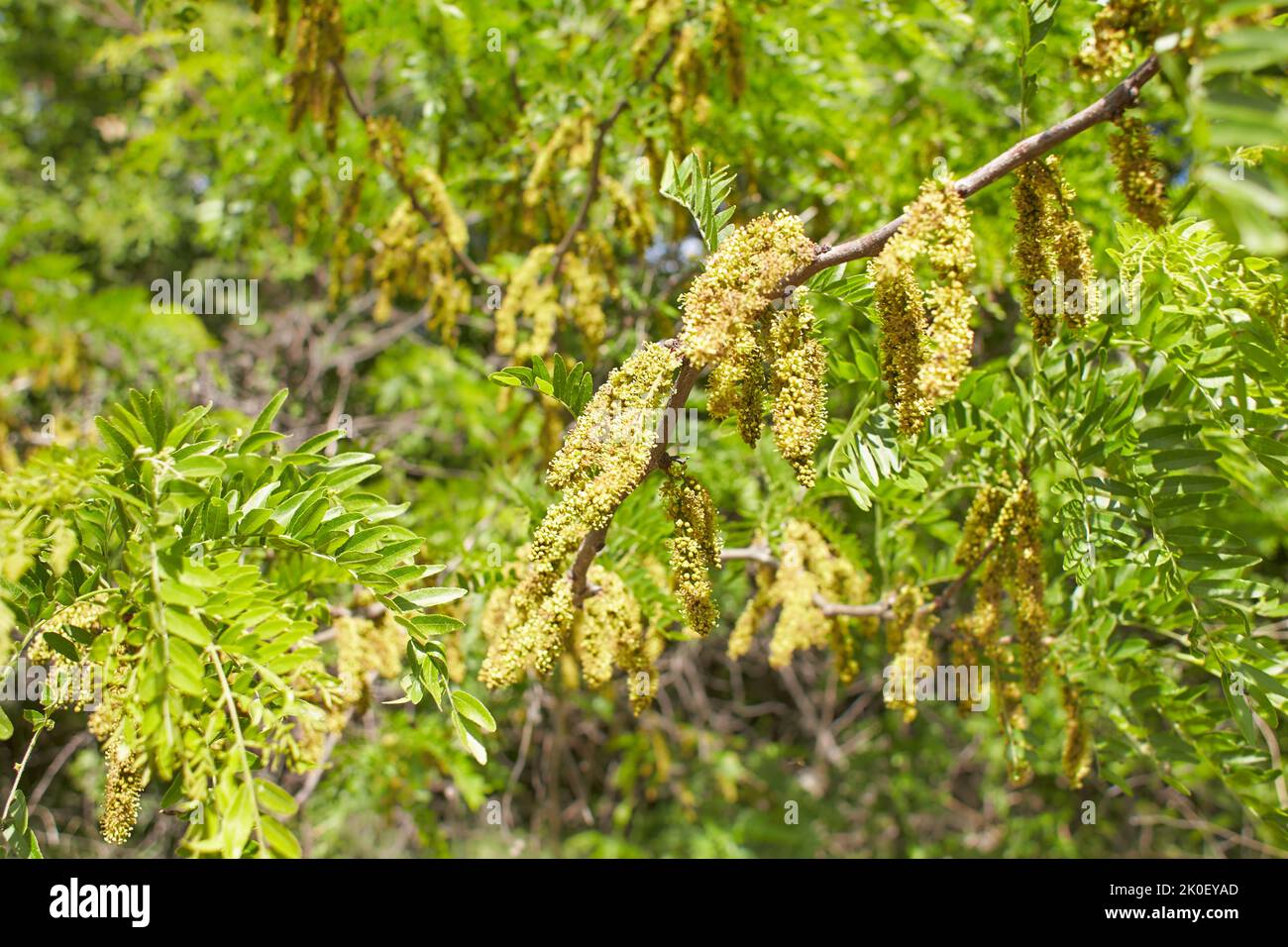 Selective focus young leaves of gleditsia triacanthos on the tree, The ...