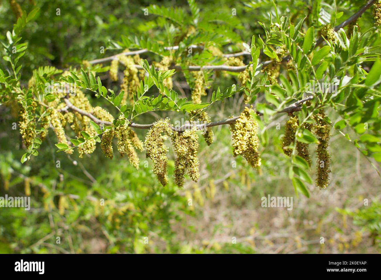 Selective focus young leaves of gleditsia triacanthos on the tree, The ...