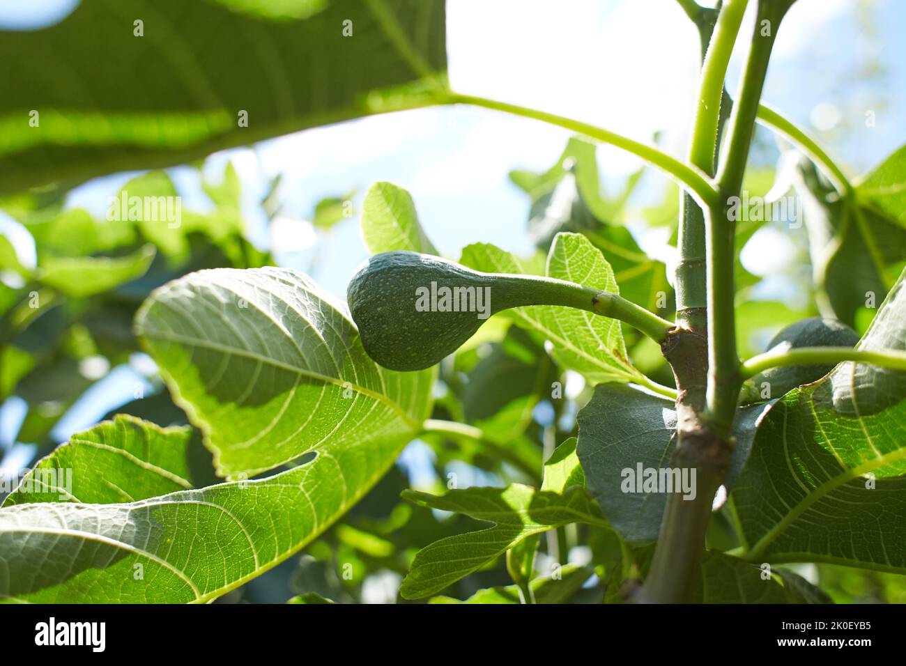 Green fig fruits grow hi-res stock photography and images - Alamy