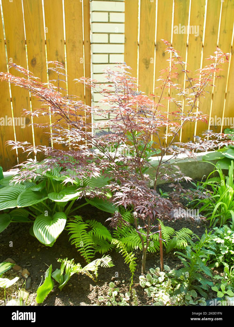Bush of Japanese maple (Acer palmatum Osakazuki). Close up of red maple ...
