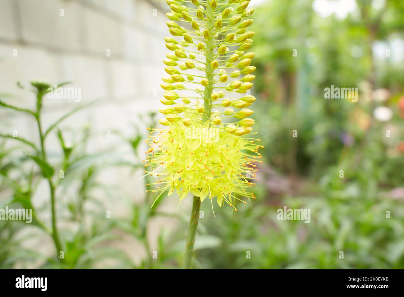 Steppelilje Eremurus stenophyllus. Inflorescence of Eremurus narrow ...