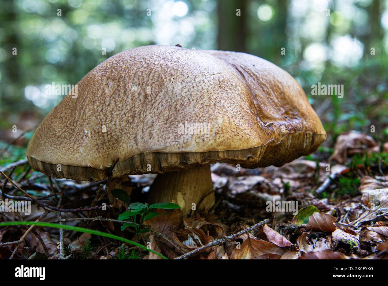 Bolete and its large convex cap Stock Photo - Alamy