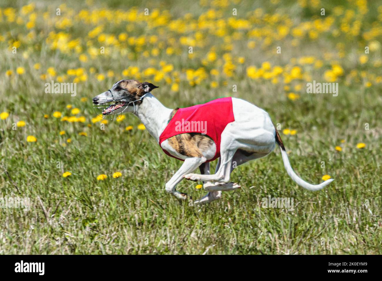 Dog running in green field and chasing lure at full speed on coursing ...