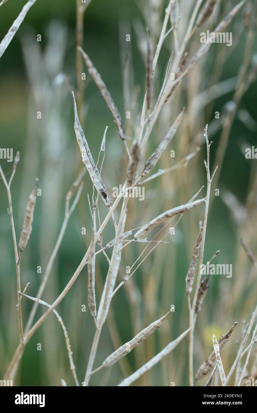 Arugula plant with seed pods Stock Photo - Alamy