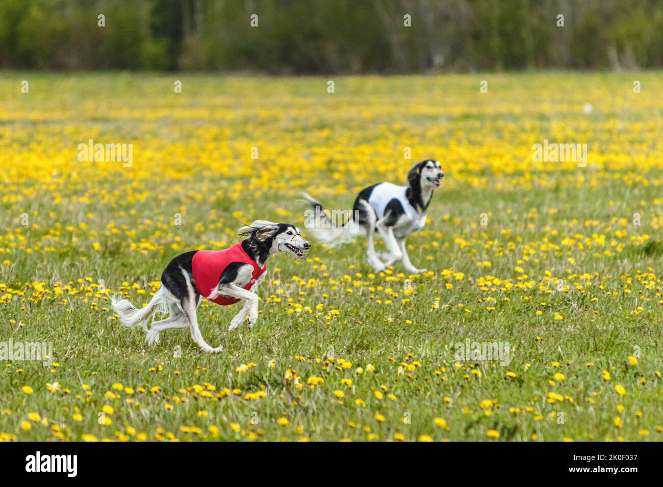 Dog running in green field and chasing lure at full speed on coursing ...