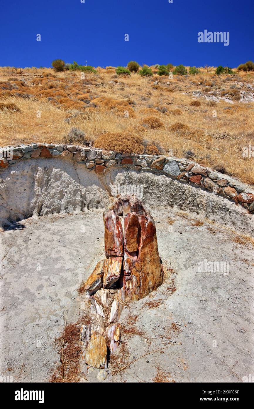 Petrified tree at the Petrified Forest Park, near Sigri village, in ...