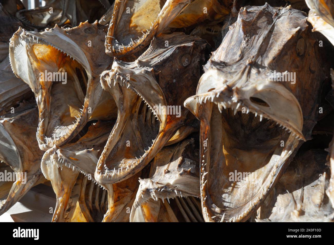 Dried monkfish (lophius) heads exposed in Hamnoy, Lofoten, Norway Stock ...