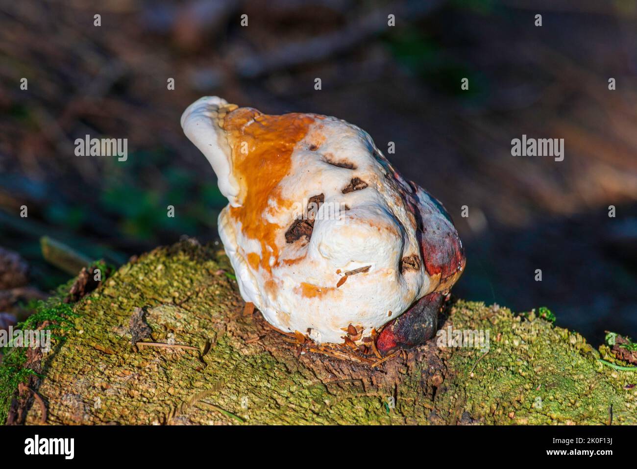 Champignon sauvage comestible hi-res stock photography and images - Alamy