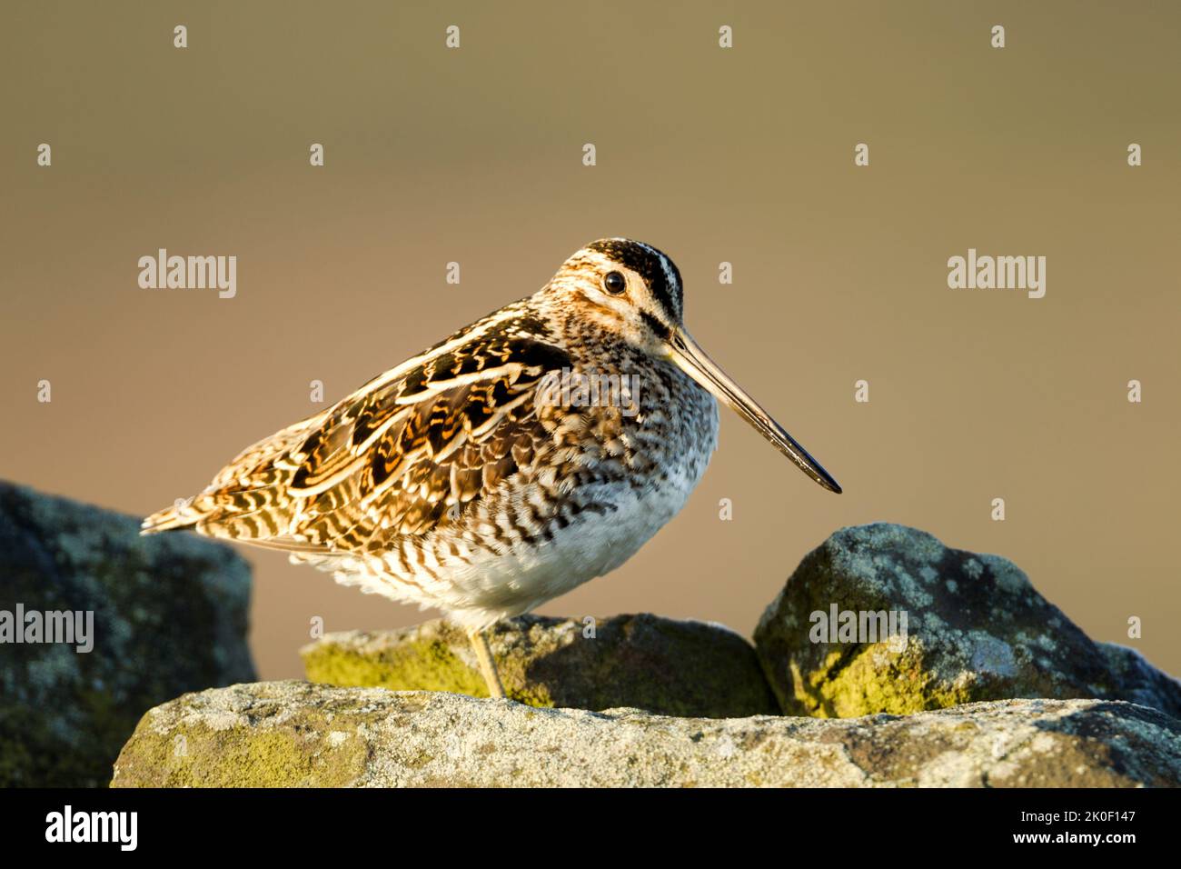 Common snipe, Latin name Gallinago gallinago, resting on a stone wall ...