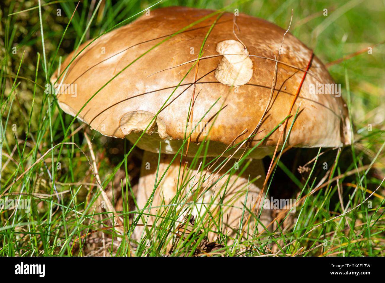 Cap of bolete Stock Photo - Alamy