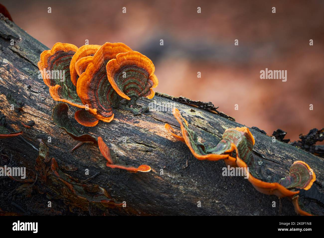 Stereum subtomentosum - multi-colored mushrooms growing in a group on a ...