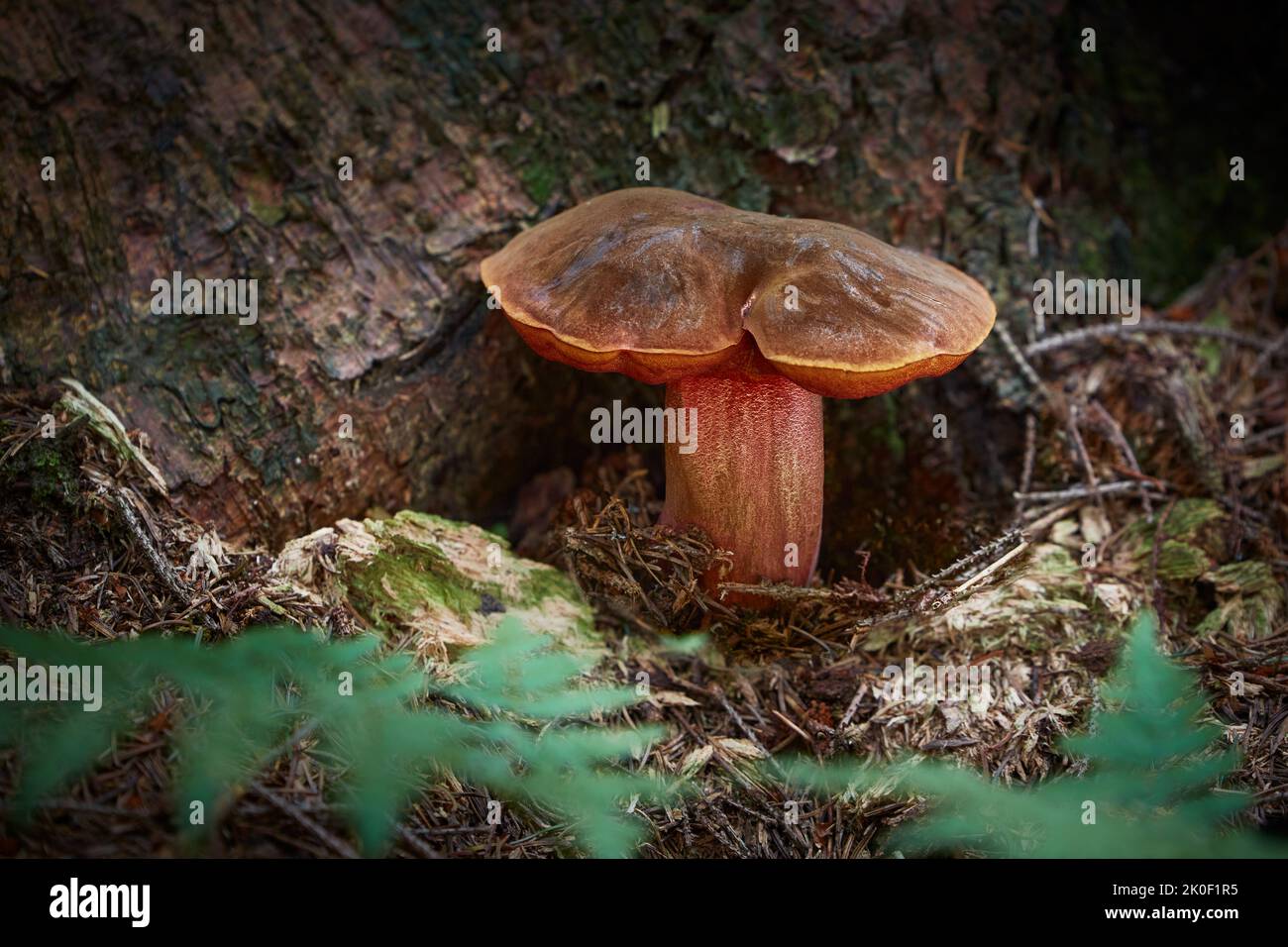 Neoboletus luridiformis. Edible mushrooms with excellent taste. Bio ...