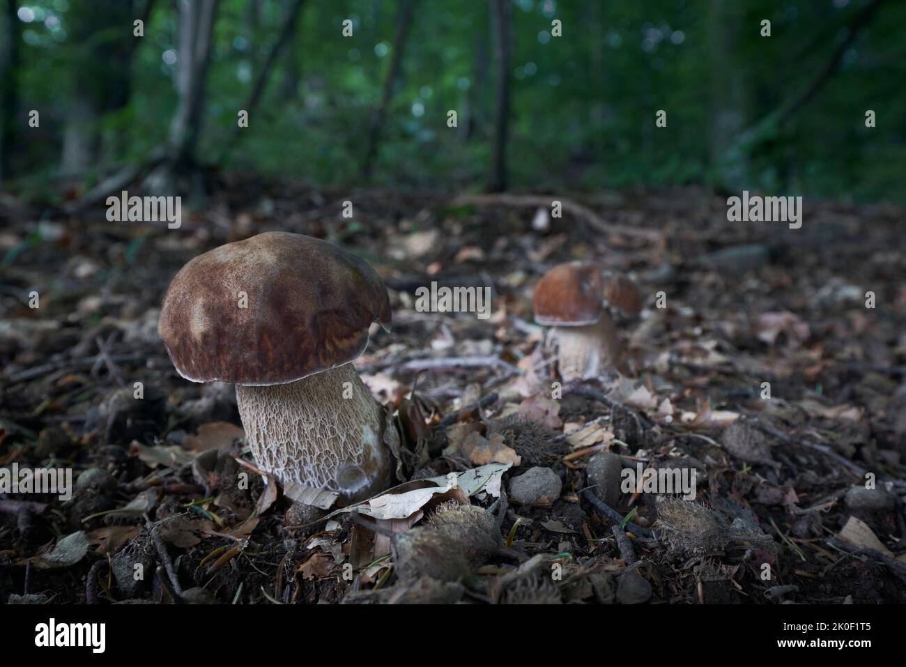Boletus edulis - edible mushroom. Boletus growing in the central Europe ...