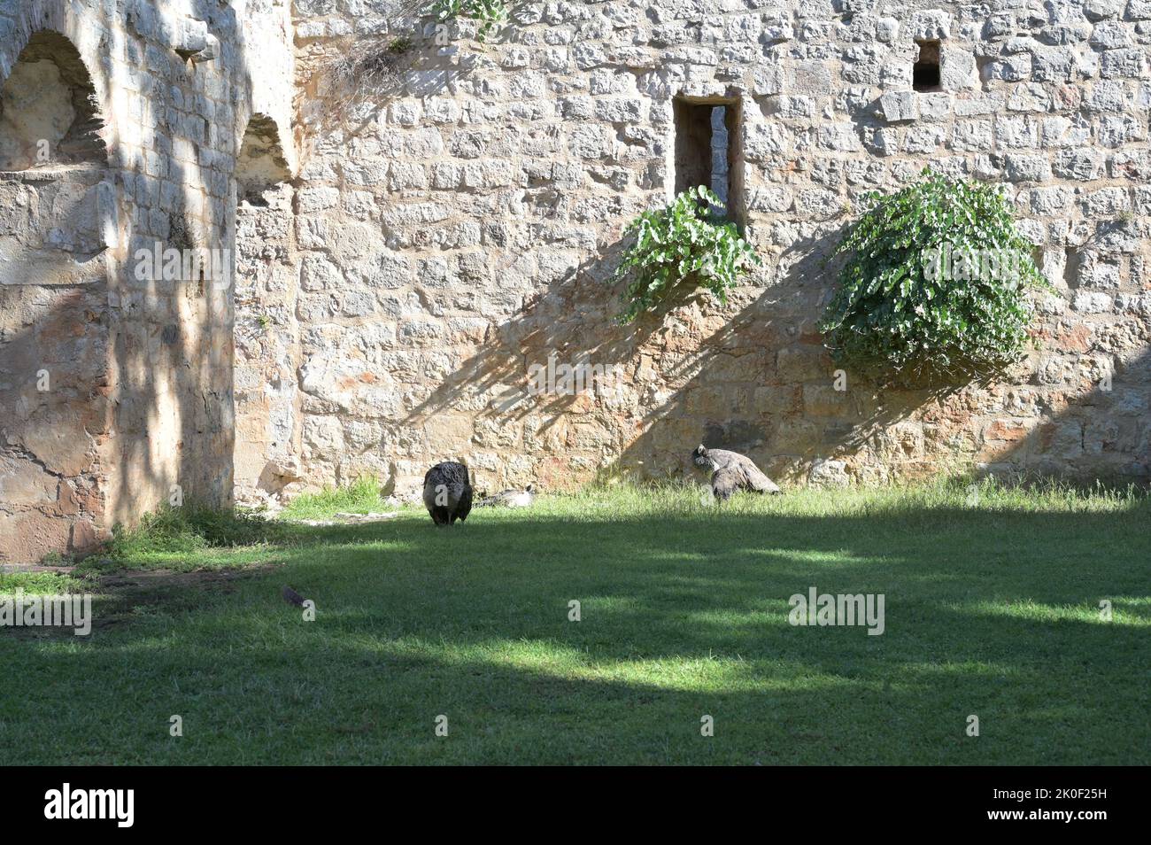 A ruined monastery on the Island of Lokrum at Dubronik, Croatia Stock ...