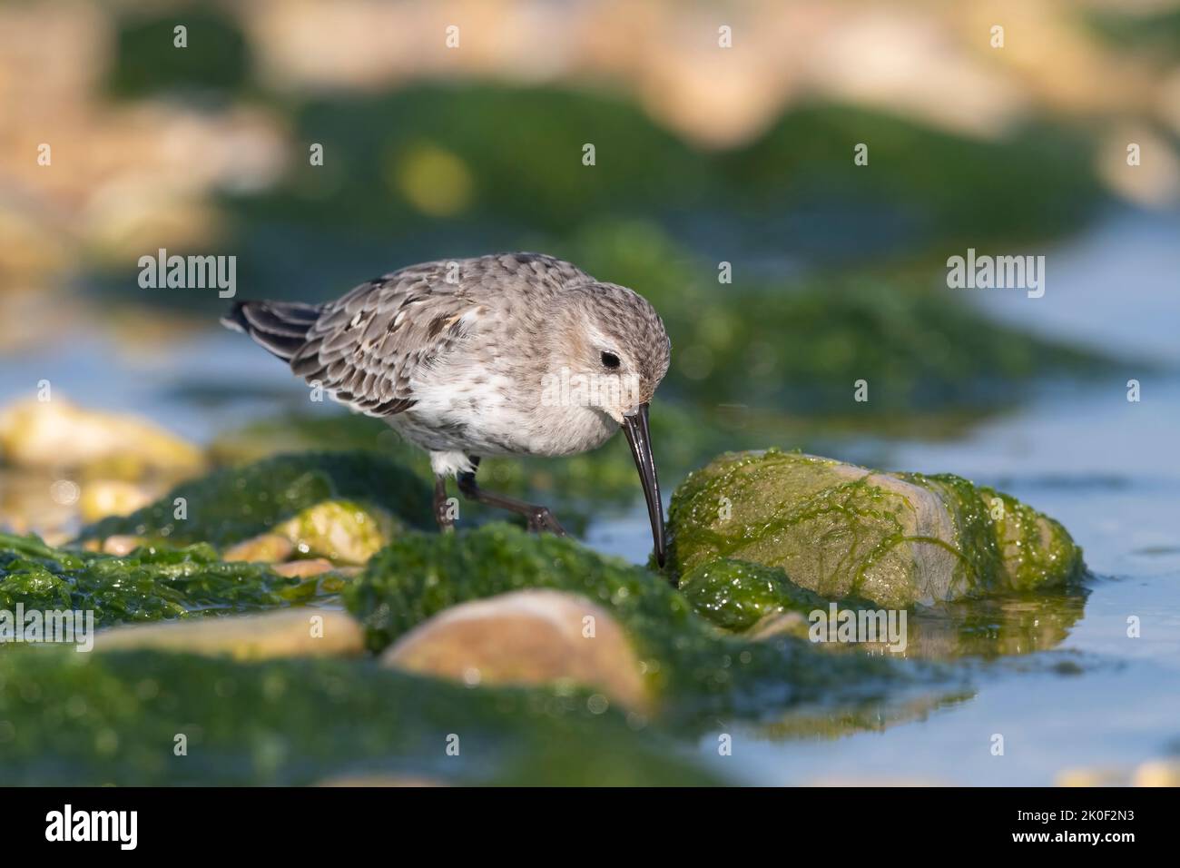 Waders or shorebirds, dunlin in a wetland Stock Photo - Alamy