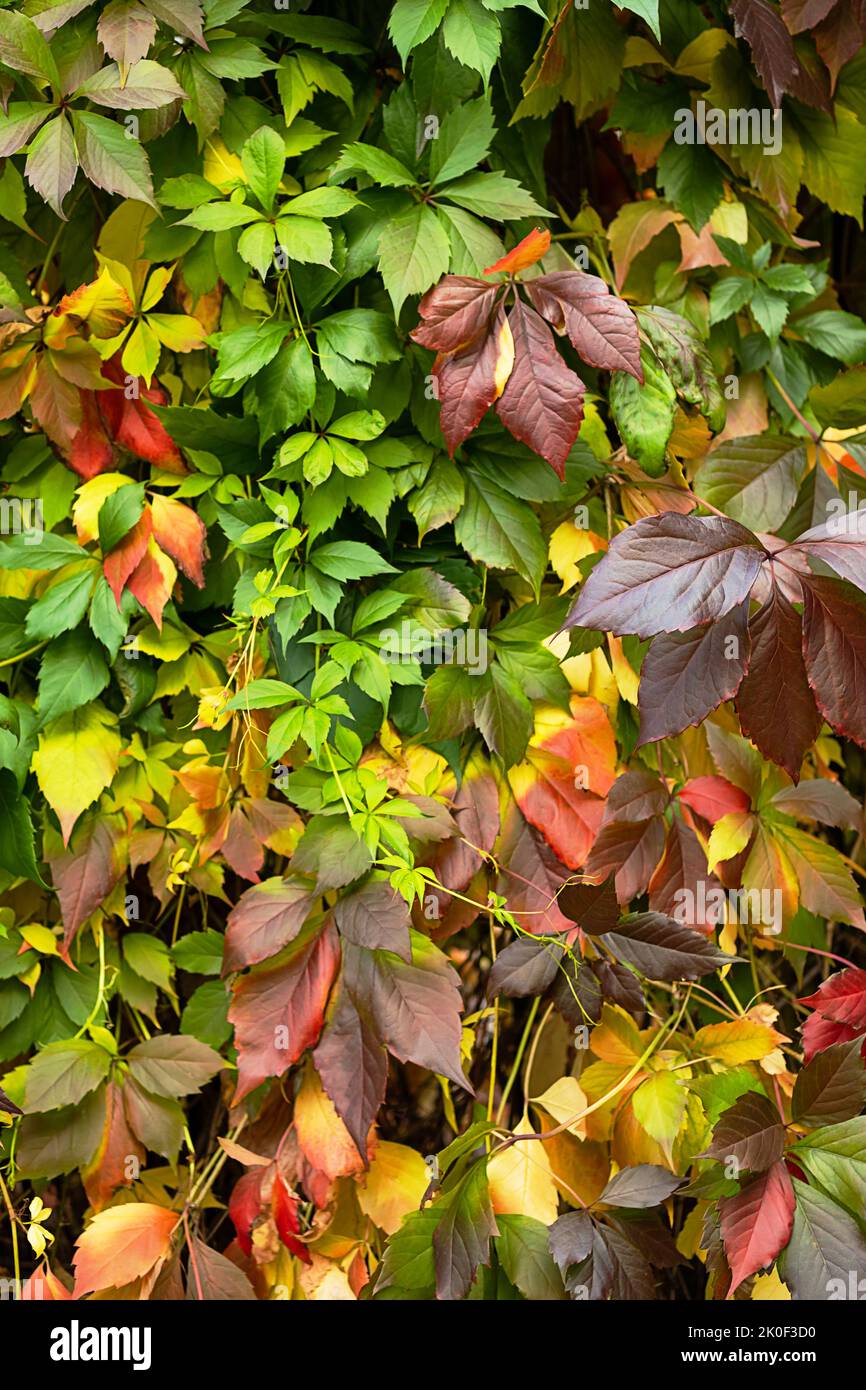 Autumn coloured leaves background. Fall collection Stock Photo - Alamy