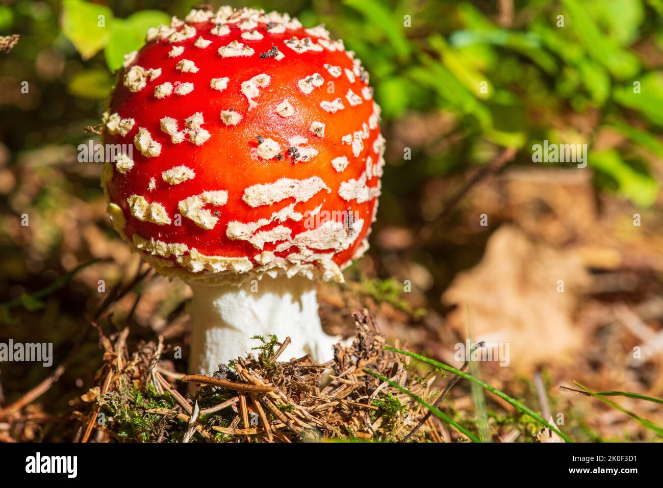 Champignon rouge taches blanches hi-res stock photography and images ...