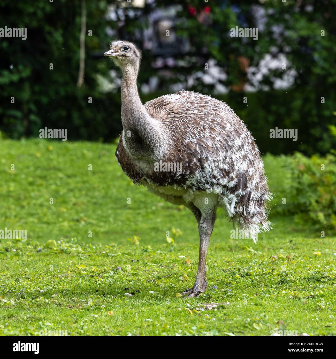 Darwin's rhea, Rhea pennata also known as the lesser rhea. It is a ...