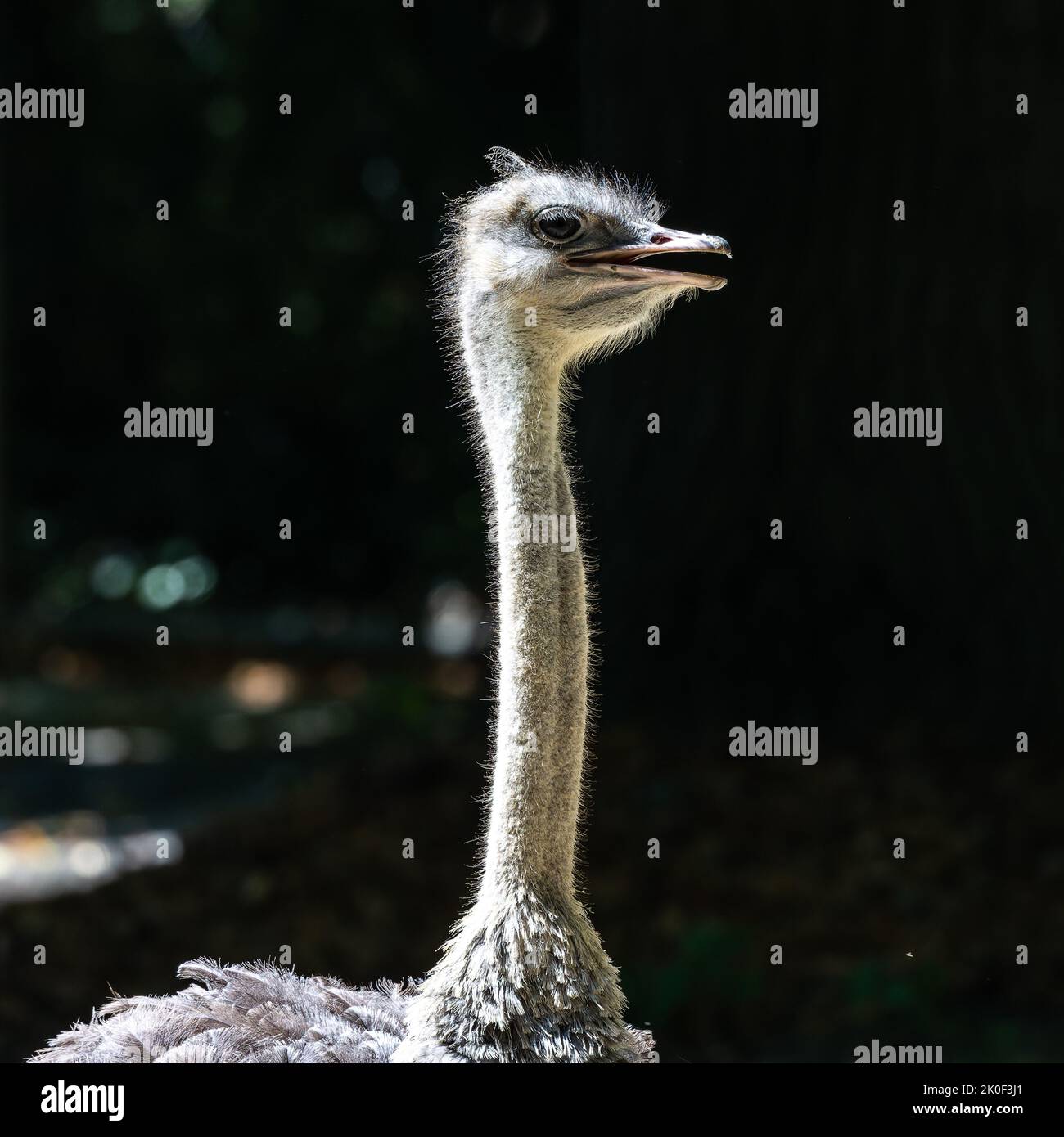 The common ostrich, Struthio camelus, or simply ostrich, is a species ...