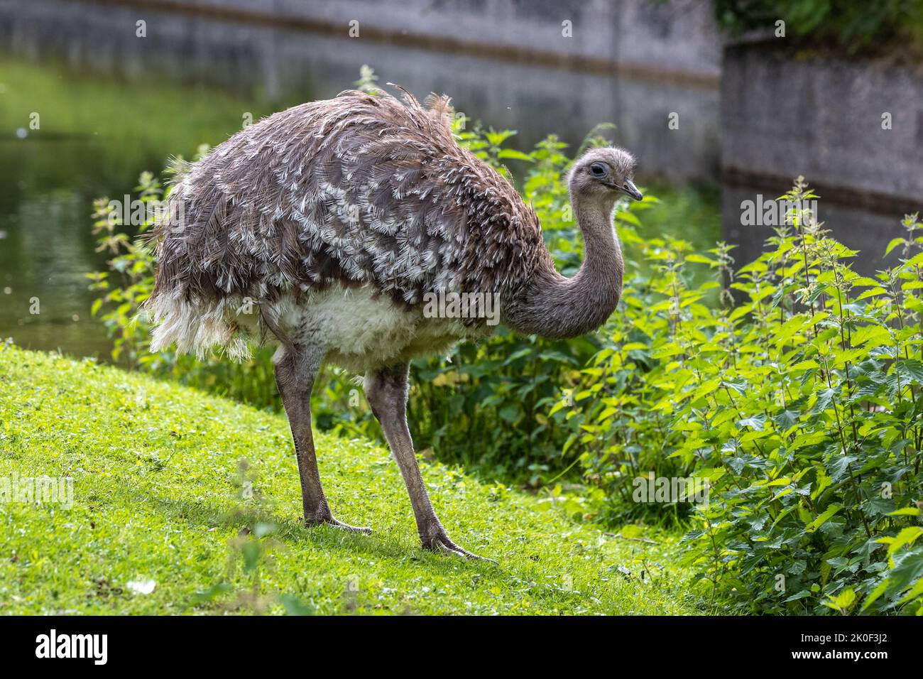Darwin's rhea, Rhea pennata also known as the lesser rhea. It is a large flightless bird, but ...