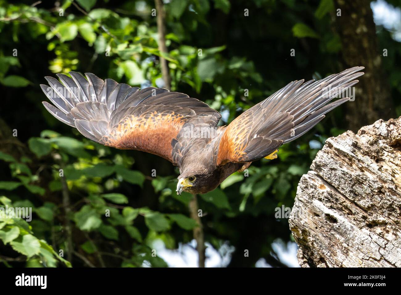 The Harris's hawk, Parabuteo unicinctus formerly known as the bay ...
