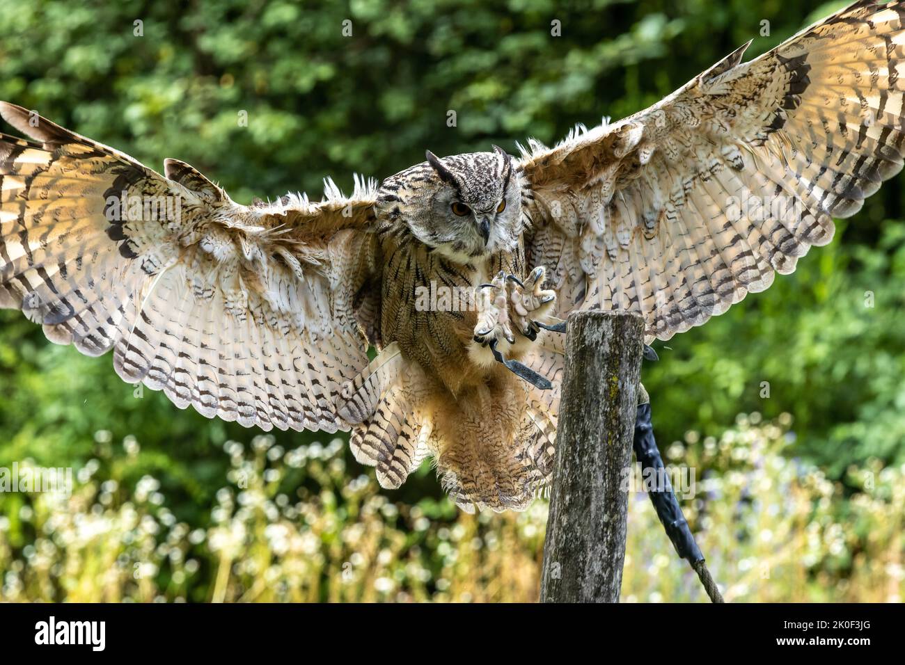 The Siberian eagle owl, bubo bubo sibiricus is the biggest owl in the ...