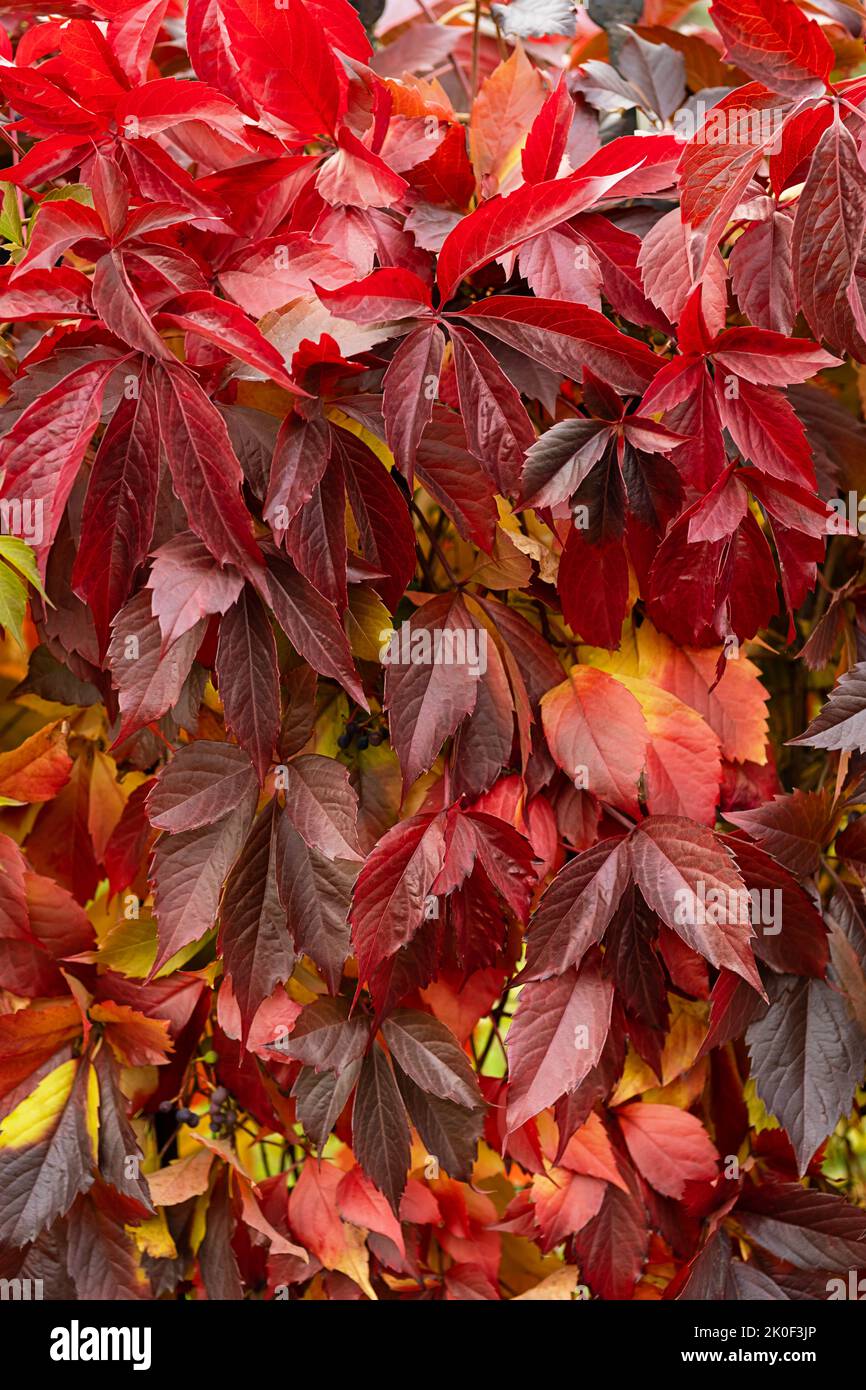 Autumn coloured leaves background. Fall collection Stock Photo - Alamy