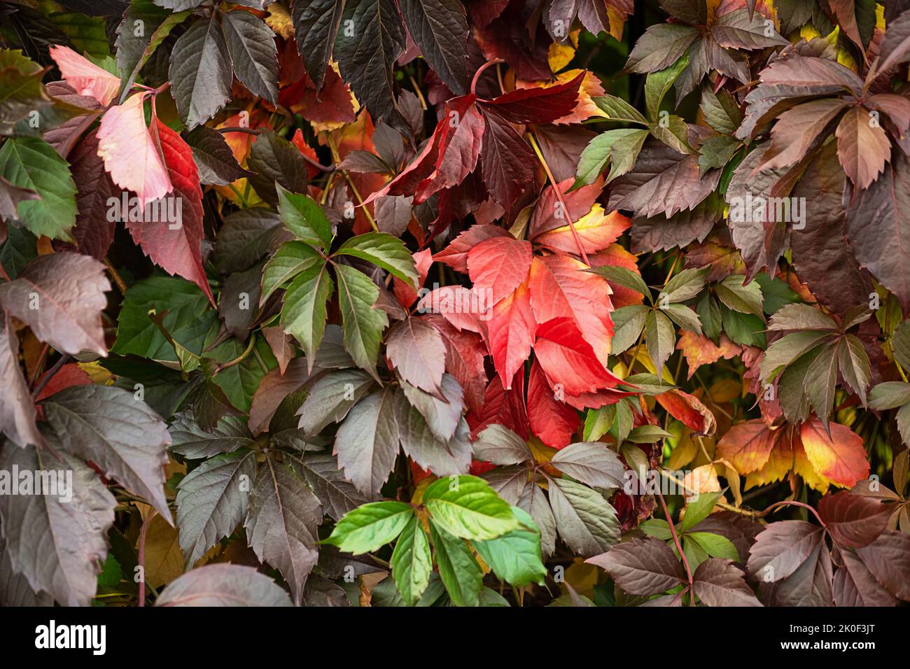 Autumn coloured leaves background. Fall collection Stock Photo - Alamy