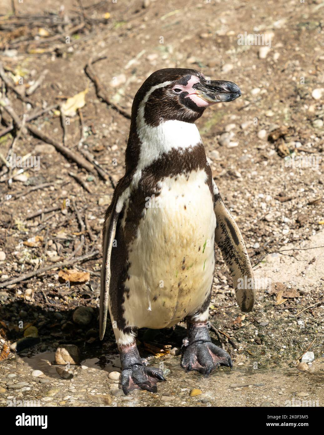 The Humboldt Penguin, Spheniscus humboldti also termed Peruvian penguin ...