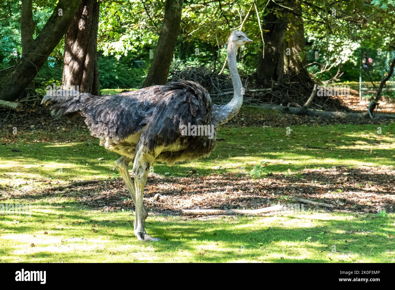 The common ostrich, Struthio camelus, or simply ostrich, is a species ...