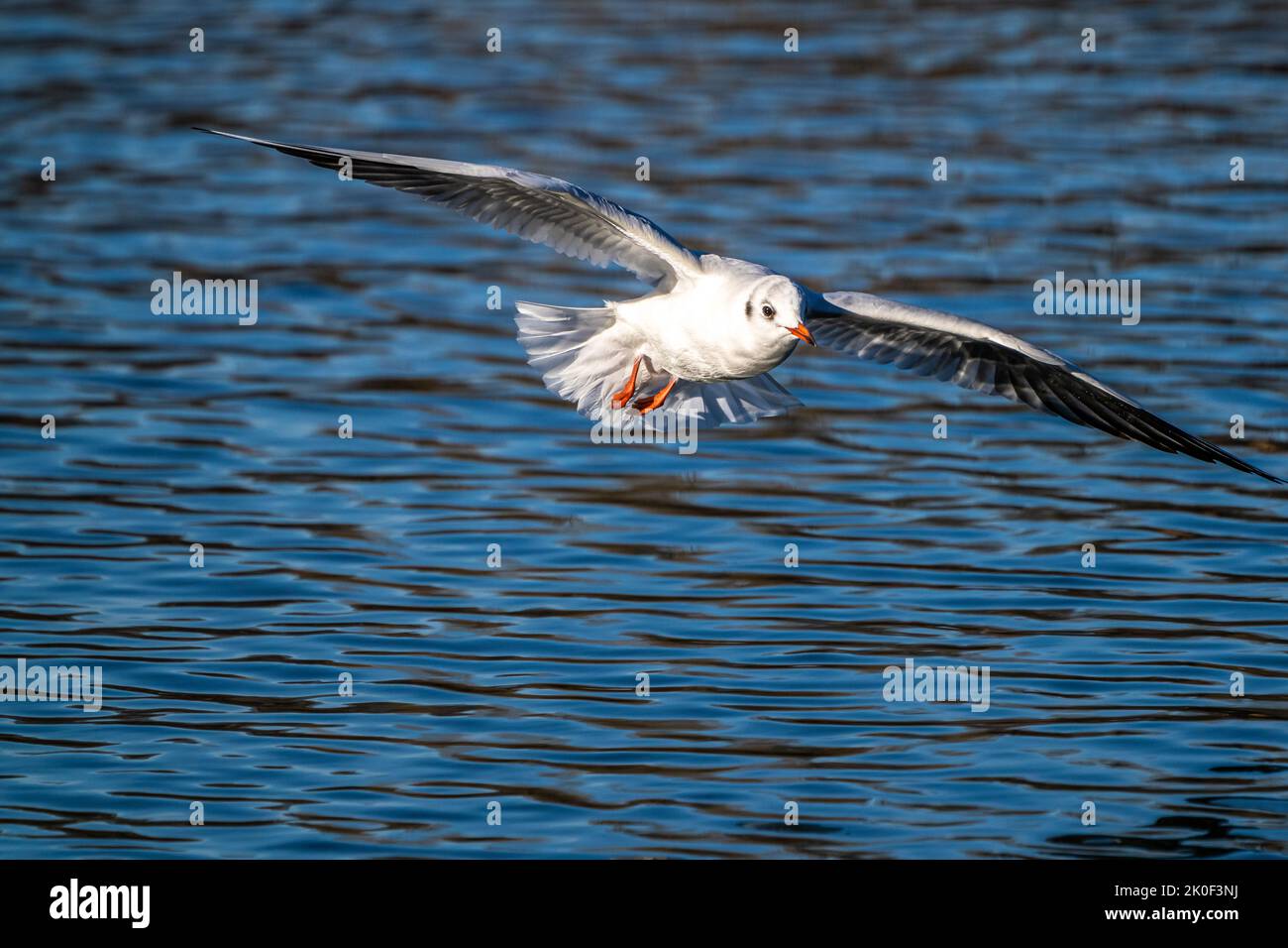 The European Herring Gull, Larus argentatus is a large gull, One of the ...