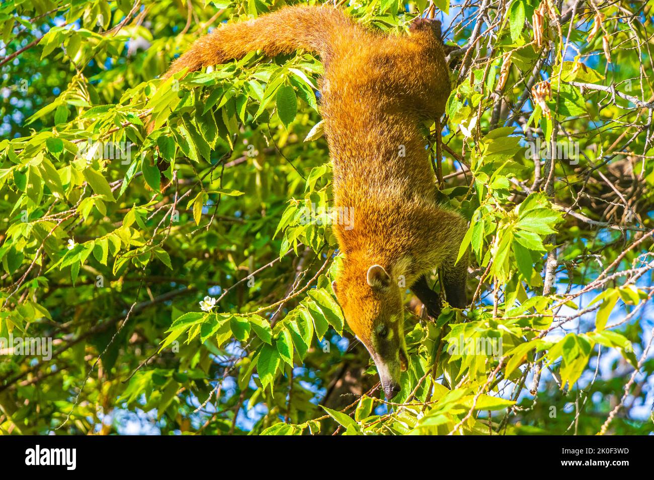 Coati coatis climb trees and branches and eat and search for fruits in ...