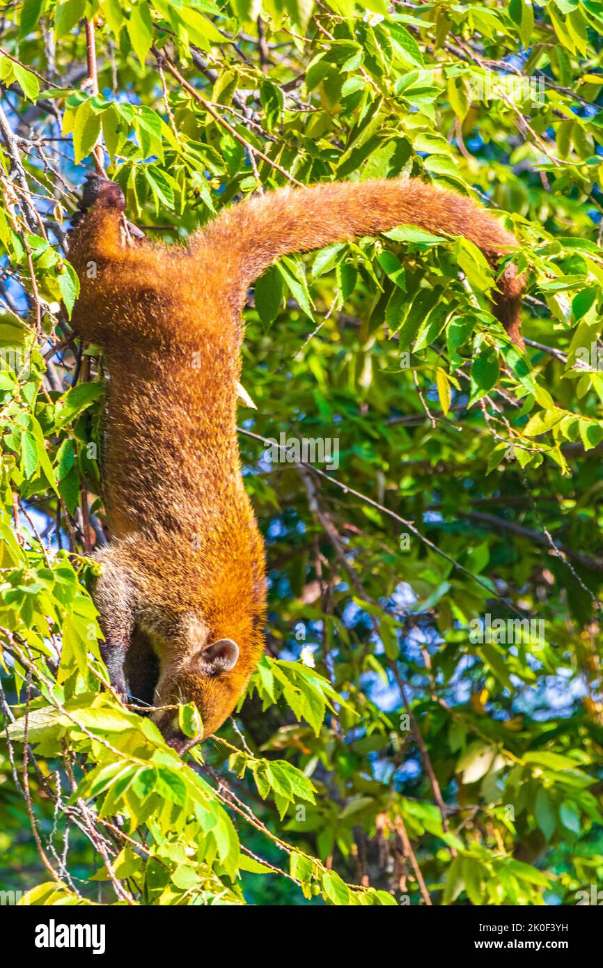 Coati coatis climb trees and branches and eat and search for fruits in ...
