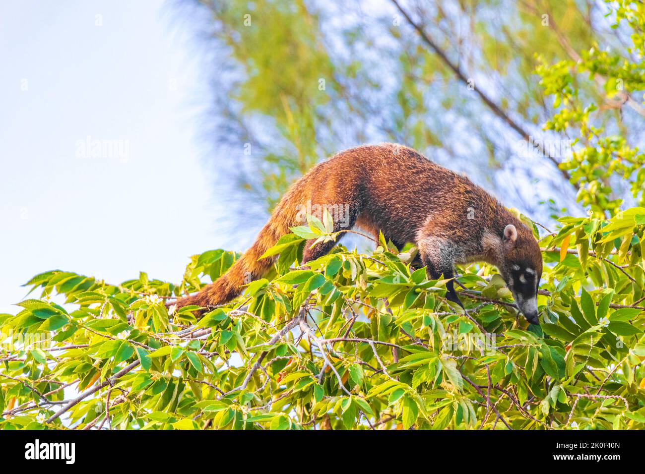 Coati coatis climb trees and branches and eat and search for fruits in ...