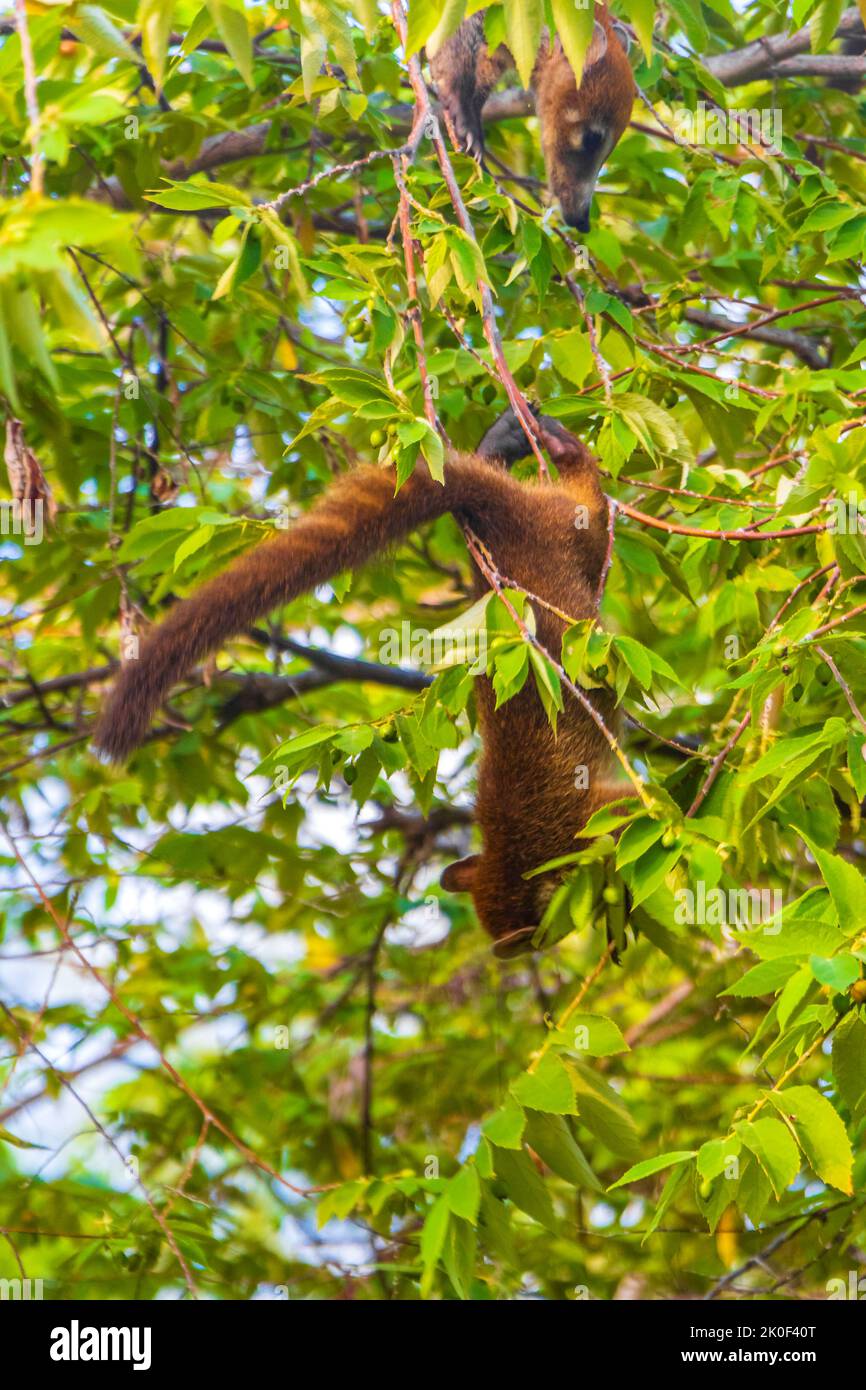 Coati coatis climb trees and branches and eat and search for fruits in ...