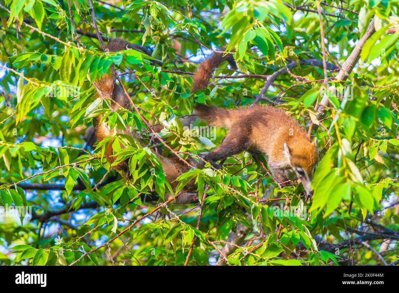 Coati coatis climb trees and branches and eat and search for fruits in ...