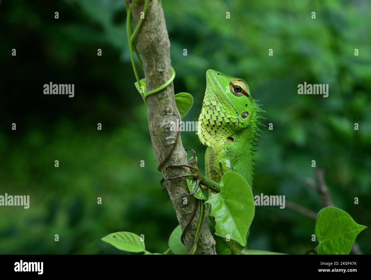 Close up of an angry head of a green forest lizard (Calotes Calotes ...