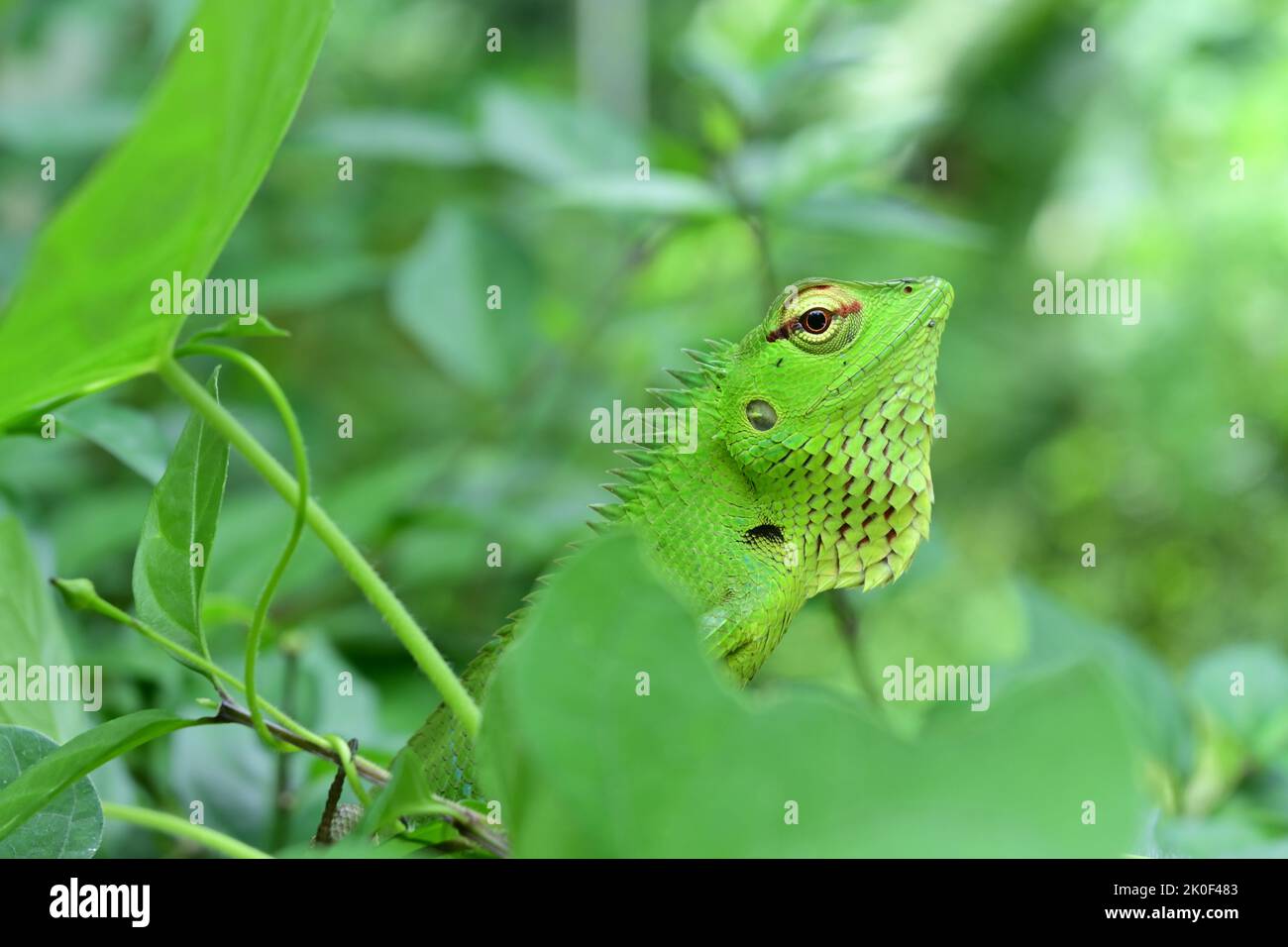 Dorsal view of lizard hi-res stock photography and images - Alamy