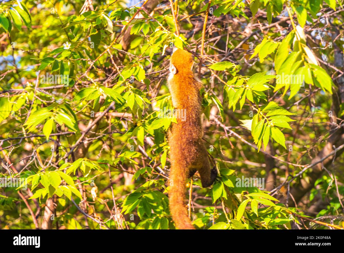 Coati coatis climb trees and branches and eat and search for fruits in ...