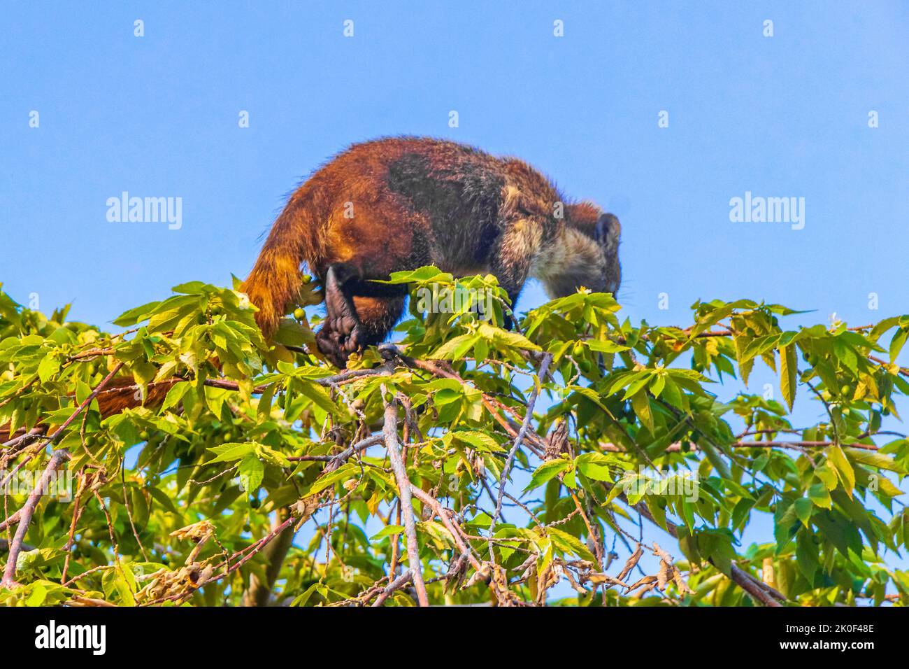 Coati coatis climb trees and branches and eat and search for fruits in ...