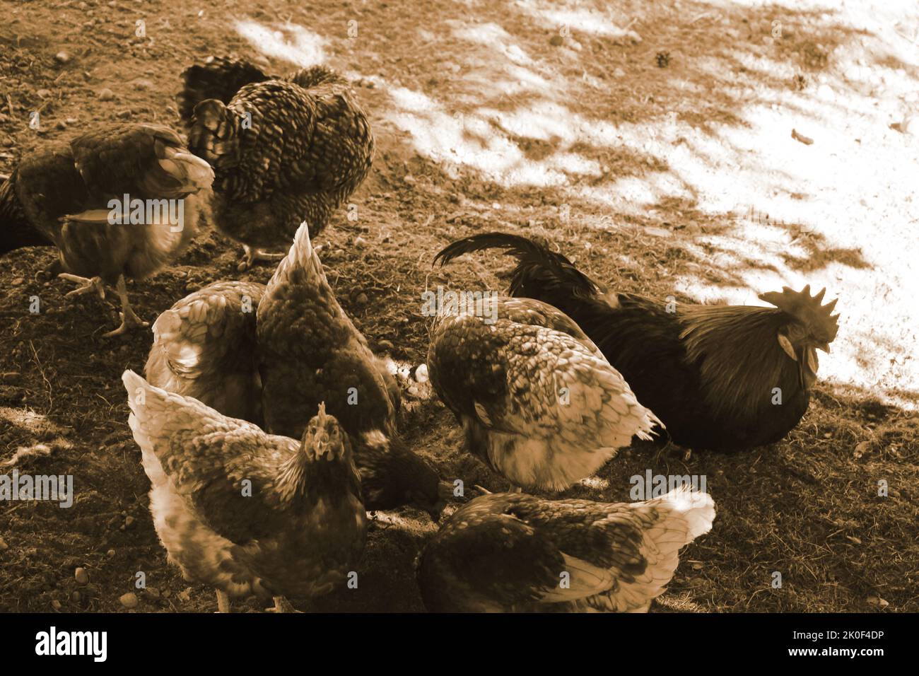 Hens in cage free or free range and antibiotic and hormone free farming ...